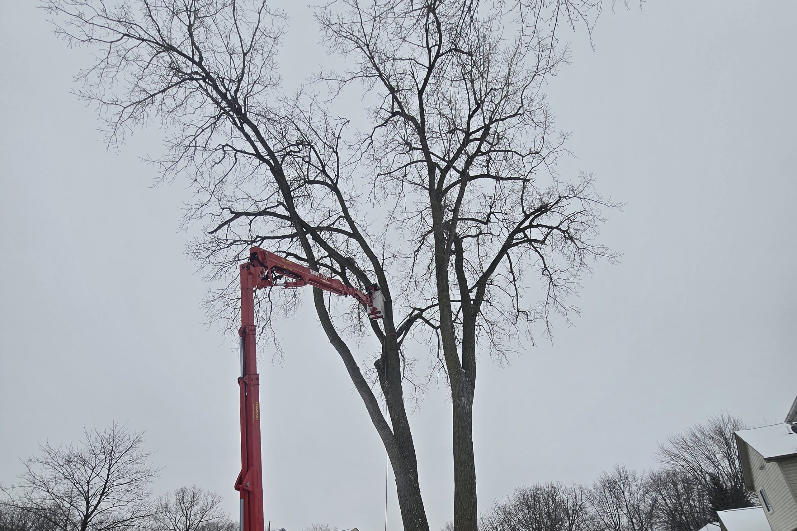 How to Prepare Your Trees for Winter Storms - Galaxy Tree Service