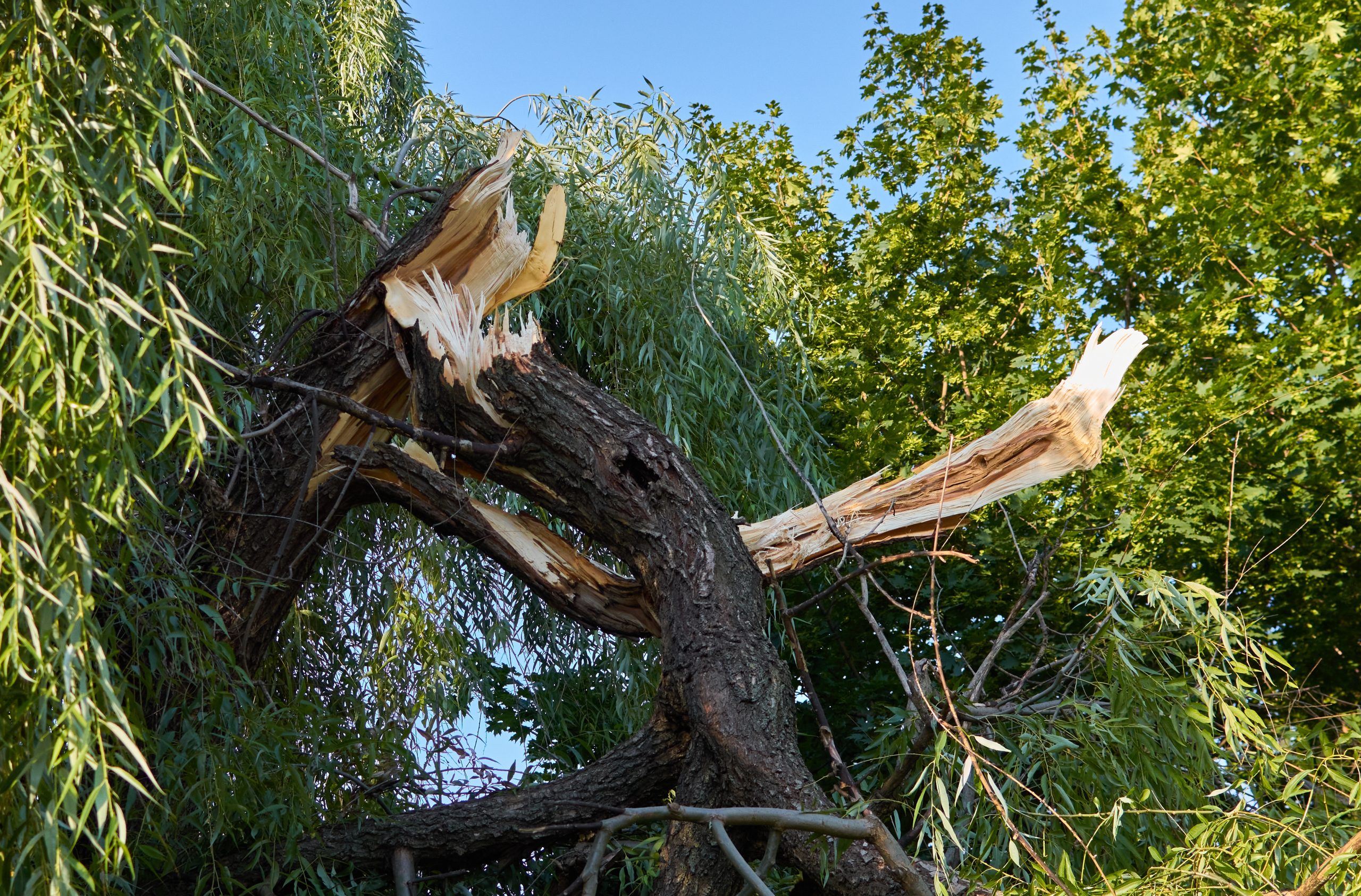 How to Spot Tree Damage After a Harsh Winter - Galaxy Tree Service