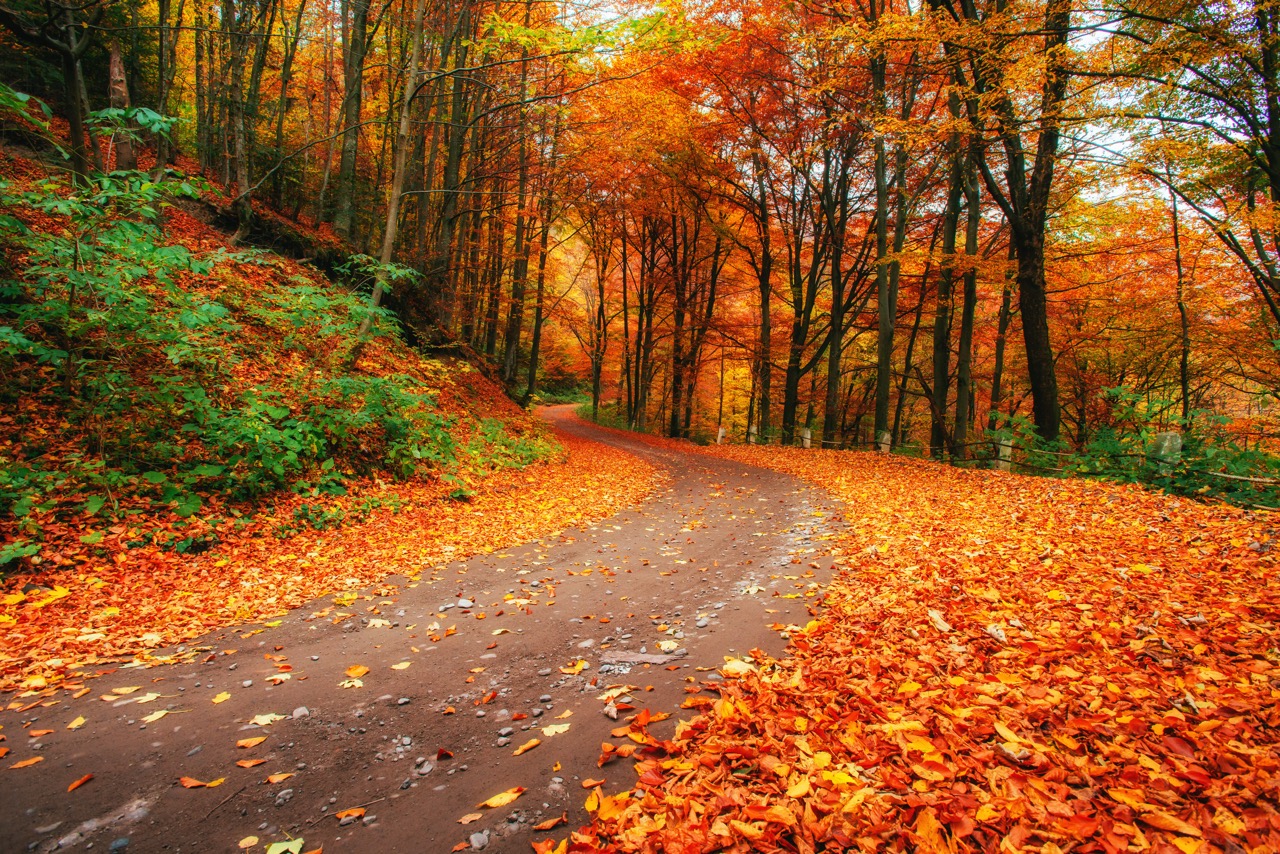 Preparing Trees for the Fall Season - Galaxy Tree Service