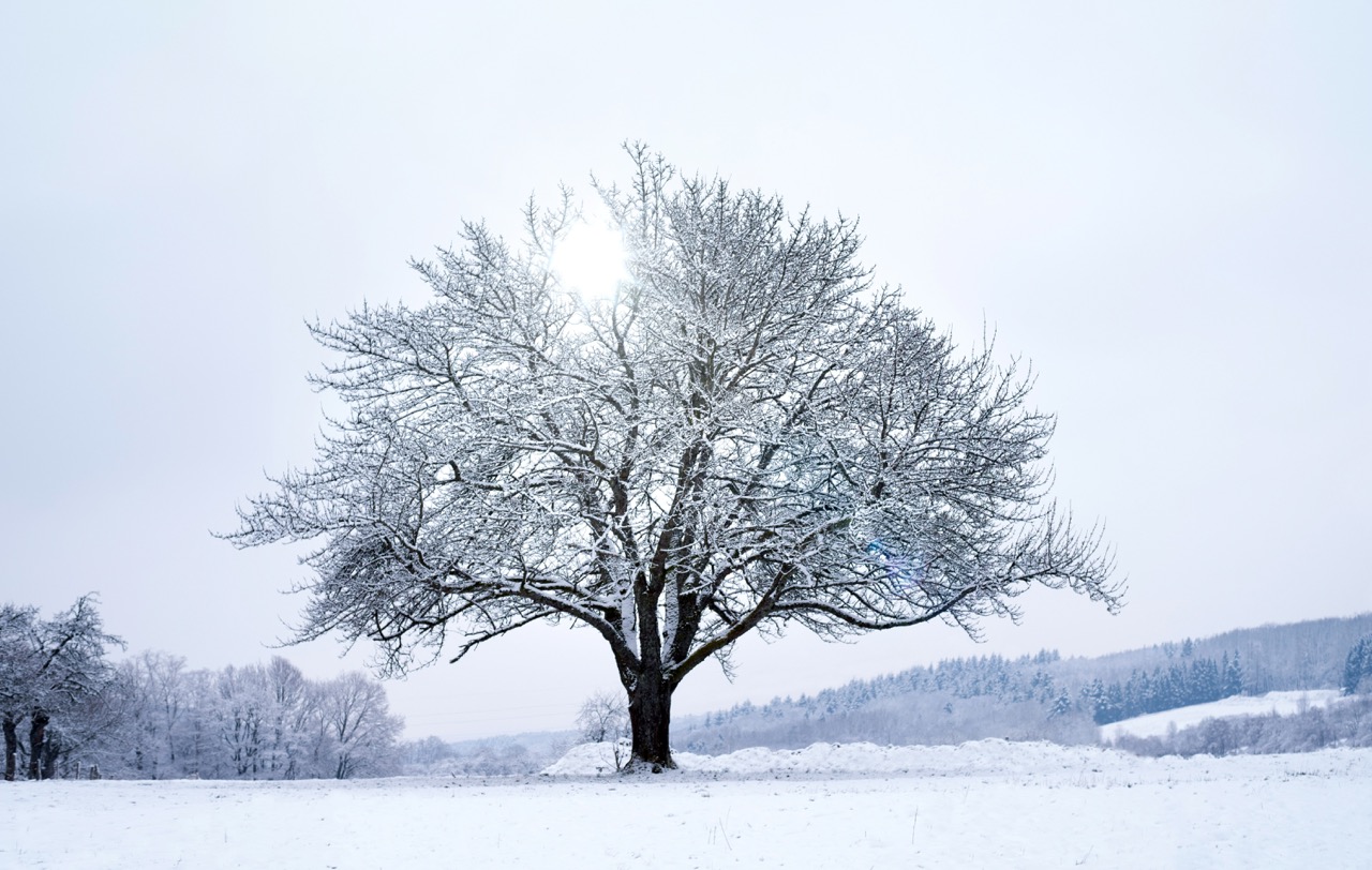 Why Winter Is the Best Time to Trim Your Oaks - Galaxy Tree Service